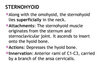 10-Hyoid-bone-Muscles-of-Neck power point presentation | PPTX