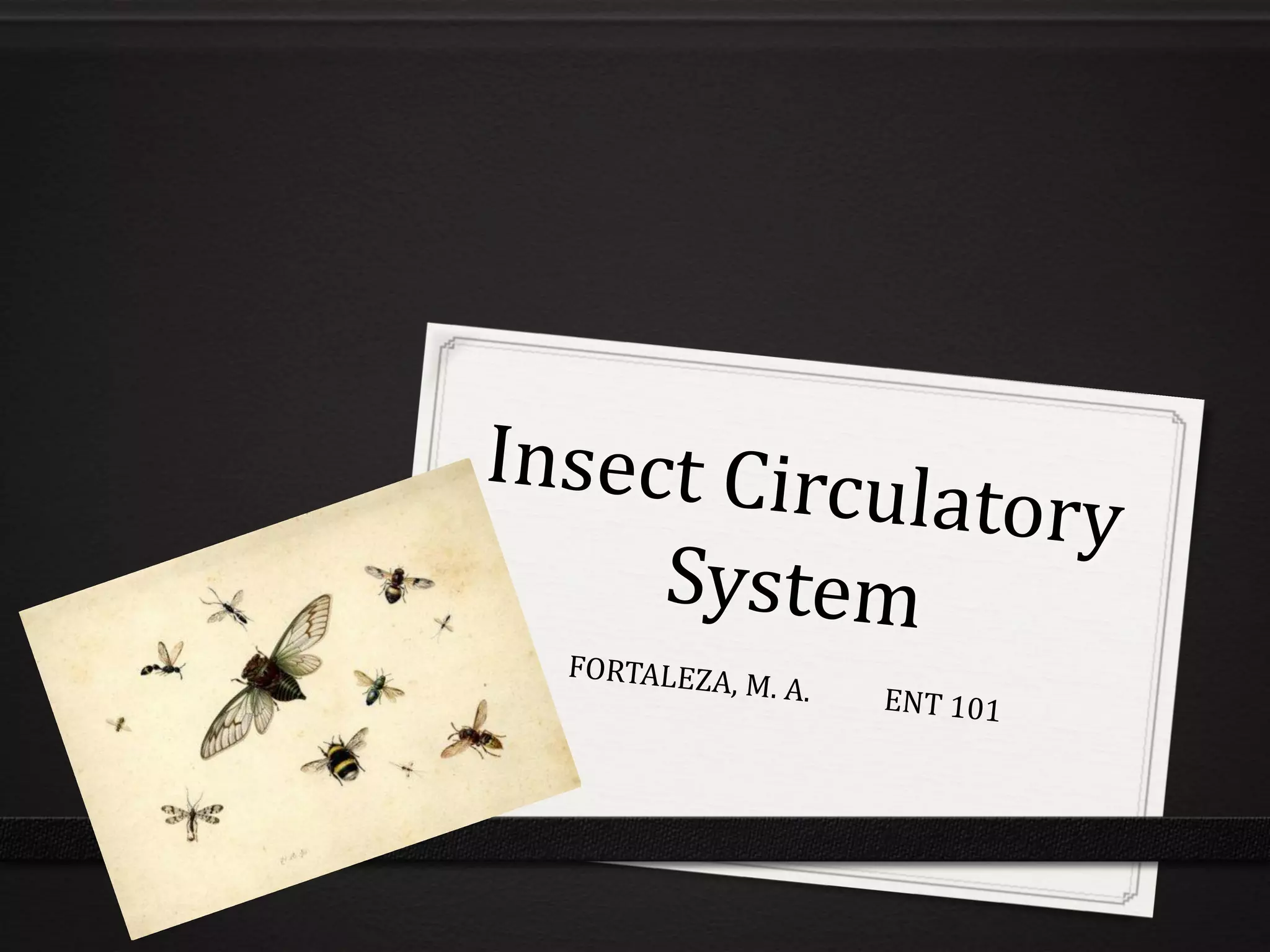 Summary on Insect Circulatory System | PDF
