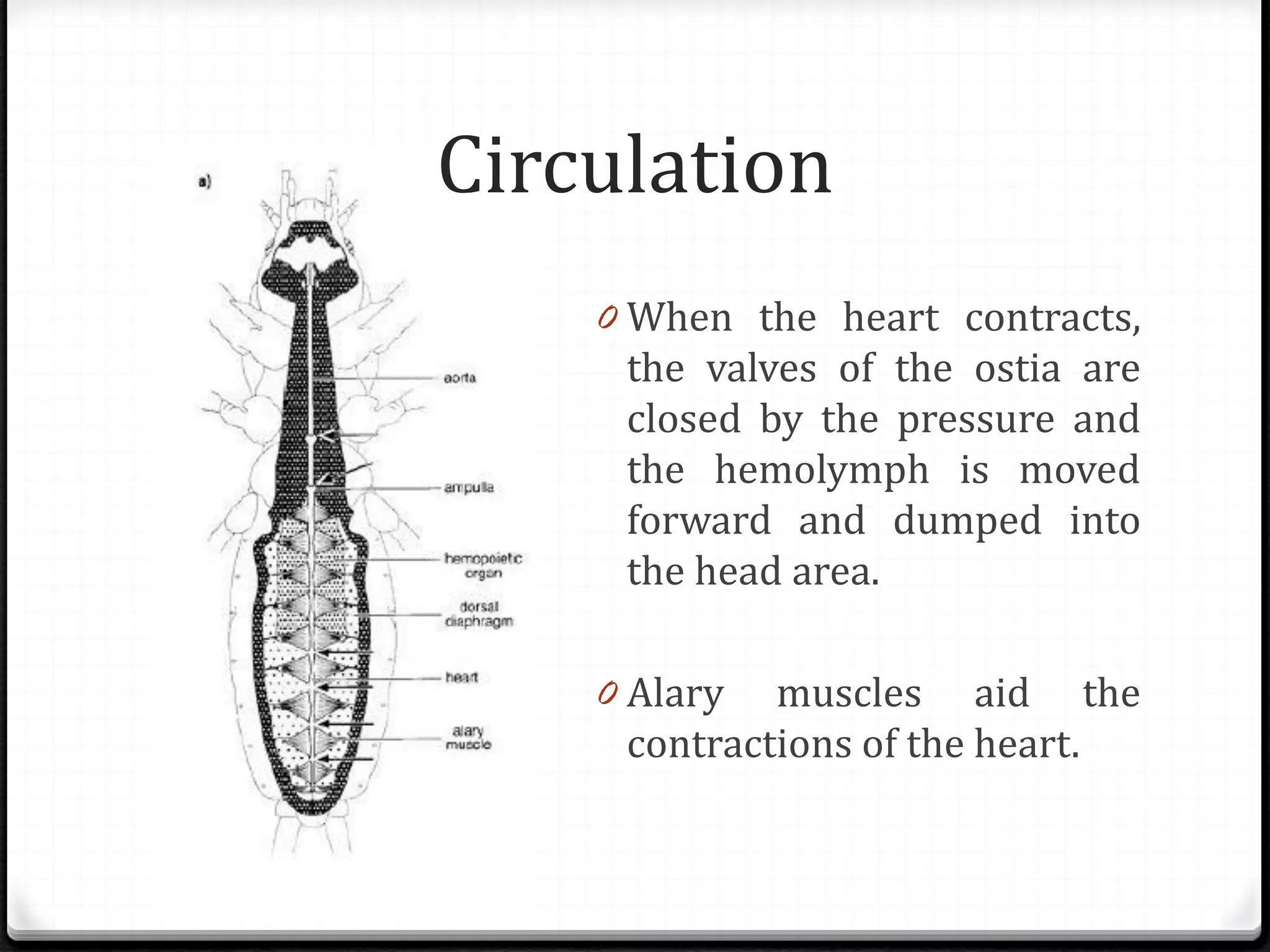Summary on Insect Circulatory System | PDF