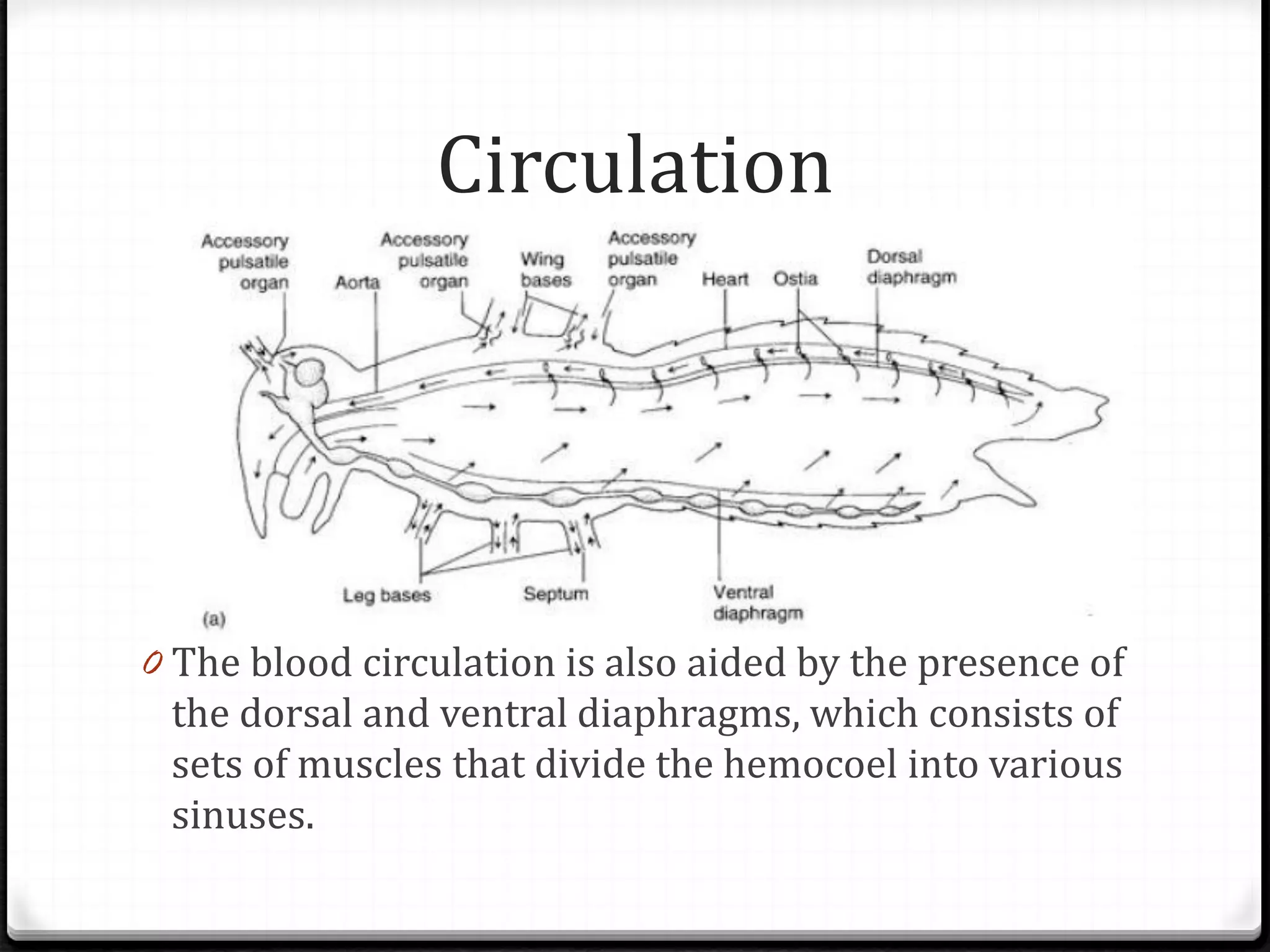Summary on Insect Circulatory System | PDF