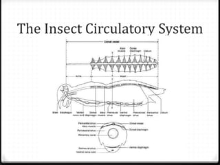 Summary on Insect Circulatory System | PDF