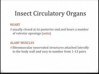 Summary on Insect Circulatory System | PDF