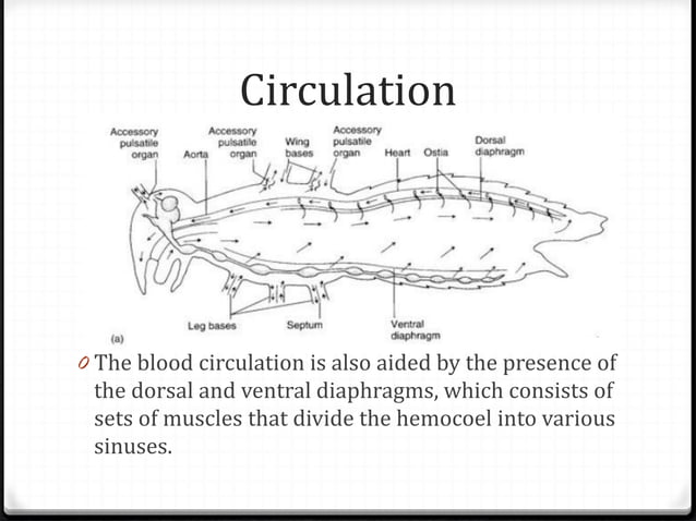 Summary on Insect Circulatory System | PDF