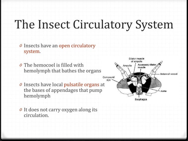 Summary on Insect Circulatory System