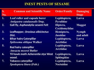 Insect Pests of Sesame( SYSTEMATIC POSITION,HOPST,LIFECYCLE ...