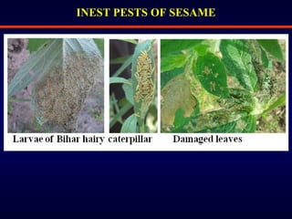 Insect Pests of Sesame( SYSTEMATIC POSITION,HOPST,LIFECYCLE ...