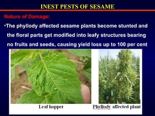 Insect Pests of Sesame( SYSTEMATIC POSITION,HOPST,LIFECYCLE ...