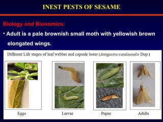 Insect Pests of Sesame( SYSTEMATIC POSITION,HOPST,LIFECYCLE ...