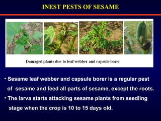 Insect Pests of Sesame( SYSTEMATIC POSITION,HOPST,LIFECYCLE ...