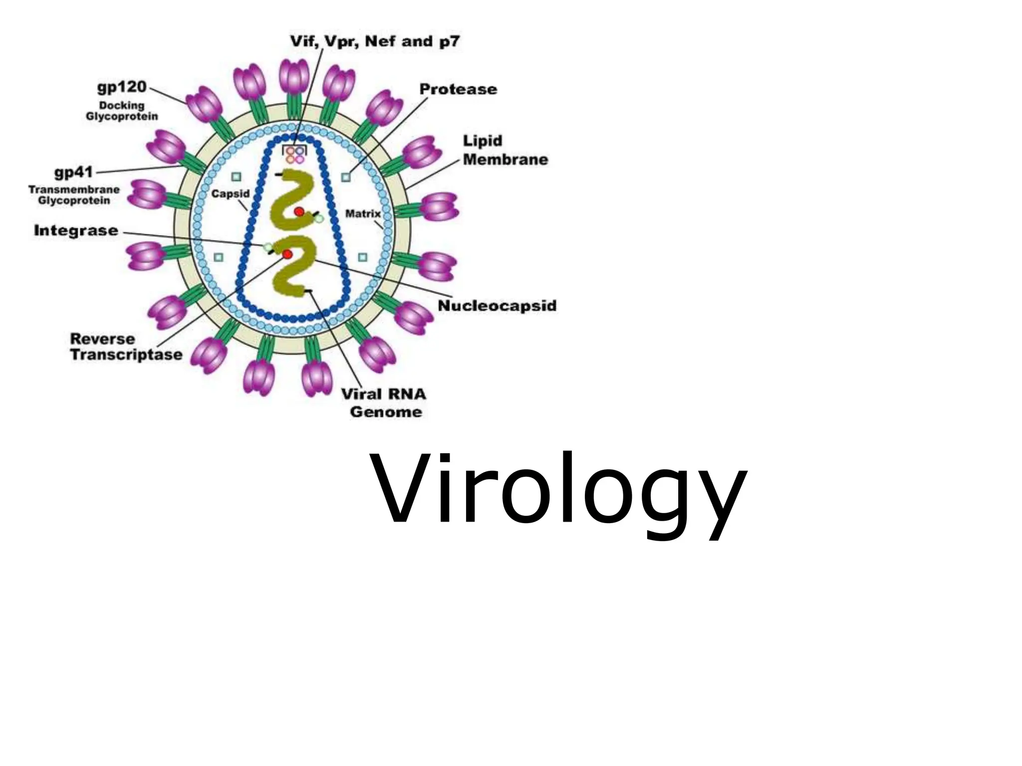 10- Introduction to Viruses Classification, morphology and structure ...