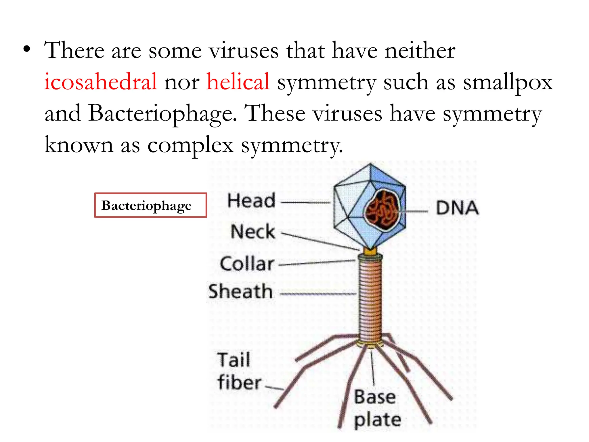 10- Introduction to Viruses Classification, morphology and structure, Replication and ...