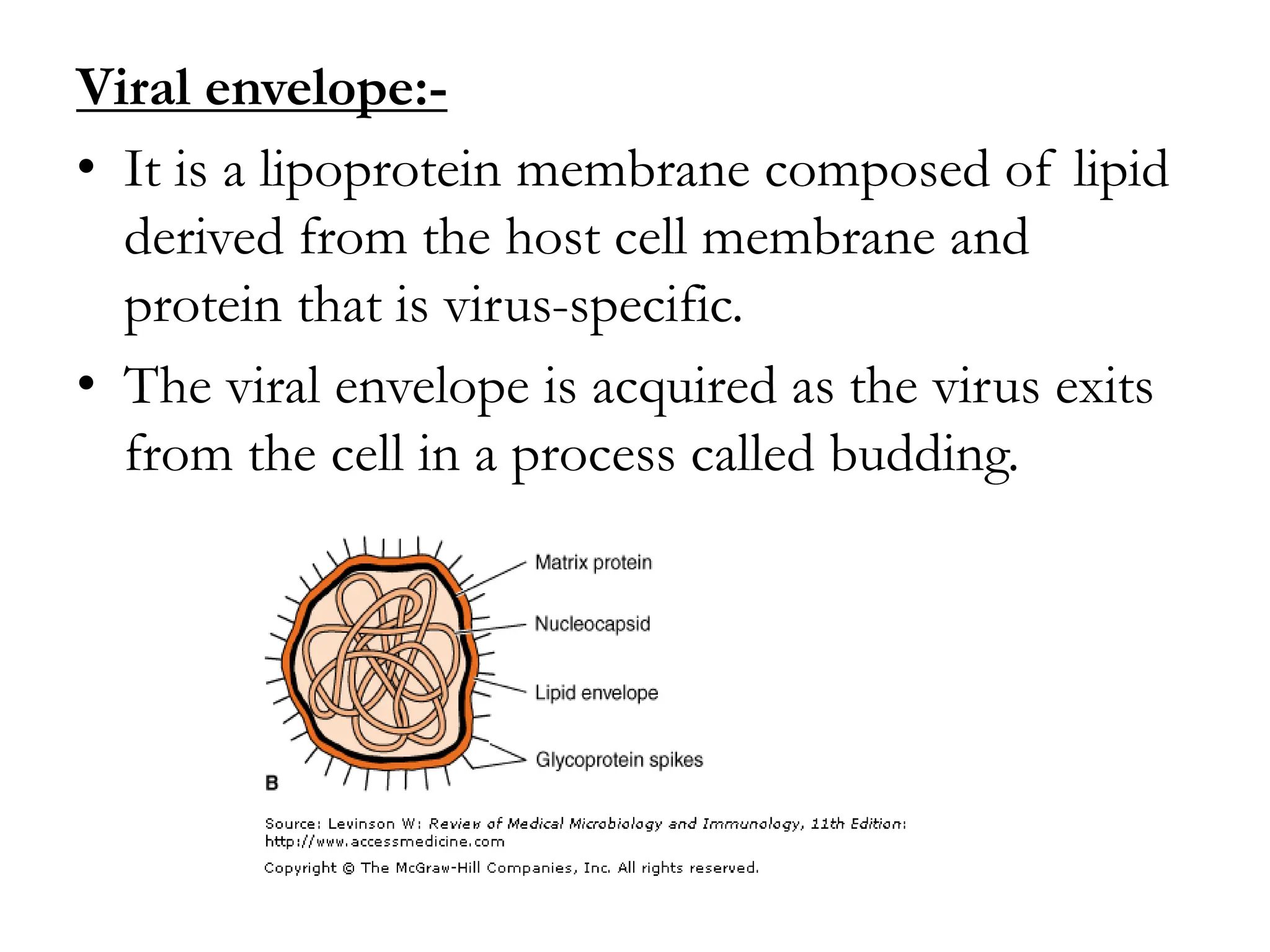 10- Introduction to Viruses Classification, morphology and structure, Replication and ...