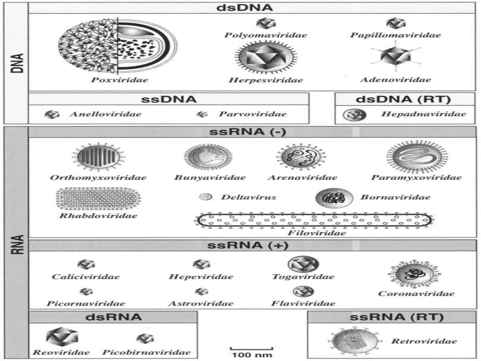 10- Introduction to Viruses Classification, morphology and structure, Replication and ...