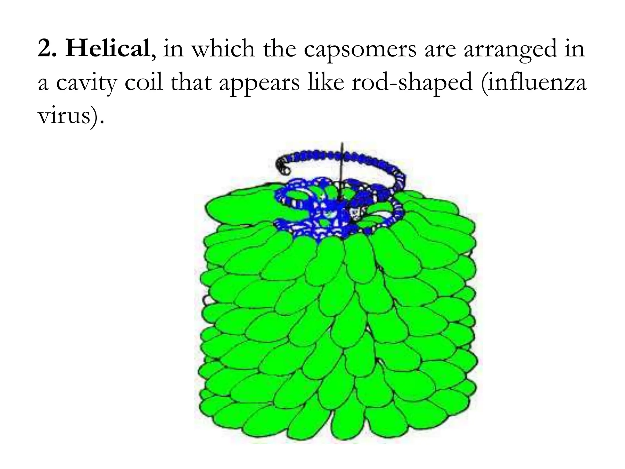 10- Introduction to Viruses Classification, morphology and structure ...