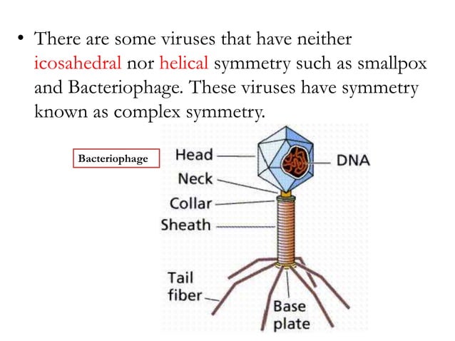 10- Introduction to Viruses Classification, morphology and structure ...
