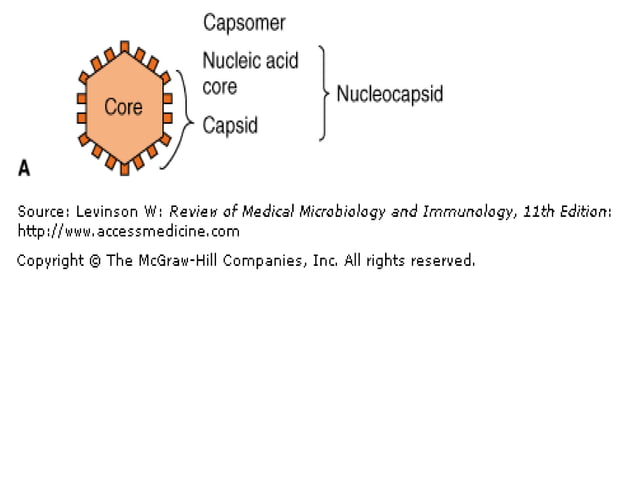 10- Introduction to Viruses Classification, morphology and structure, Replication and ...