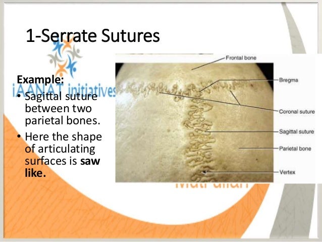 classification of joints and characteristics of each type joint