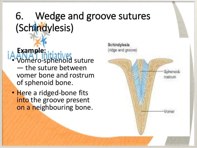 classification of joints and characteristics of each type joint