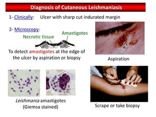 A lecture Leish & trypanosoma Parasites.pdf