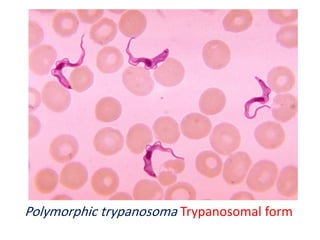 A lecture Leish & trypanosoma Parasites.pdf