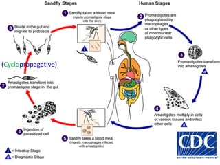 A lecture Leish & trypanosoma Parasites.pdf