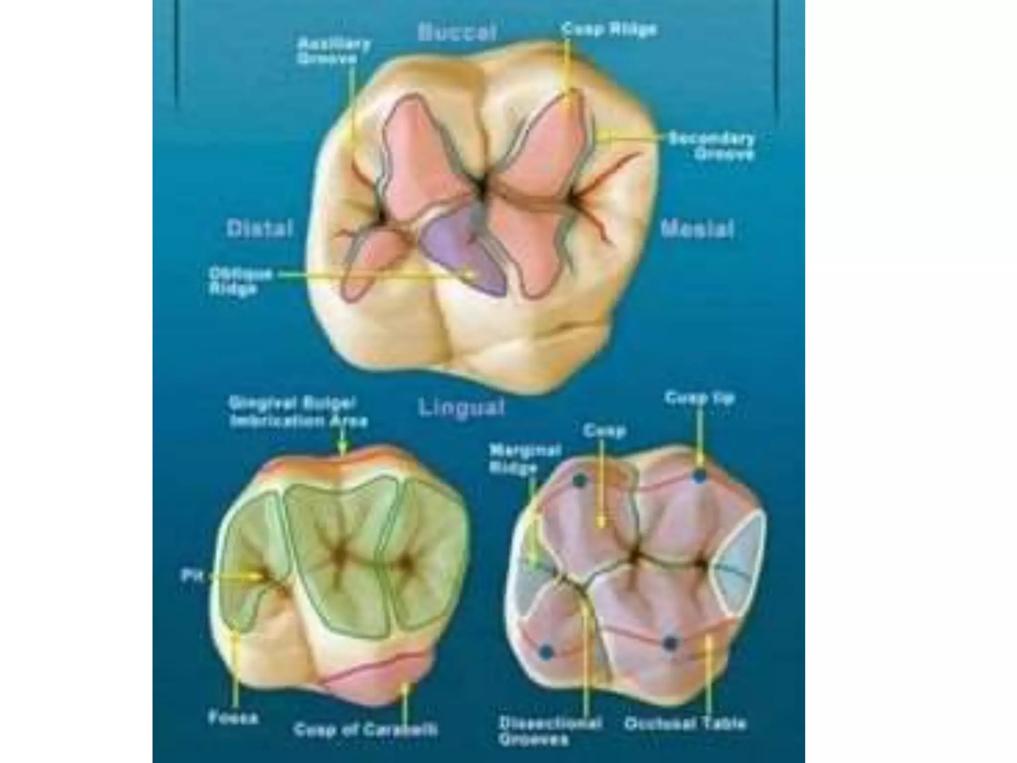 10 maxillary ( first , second , third ) molars . | PPTX