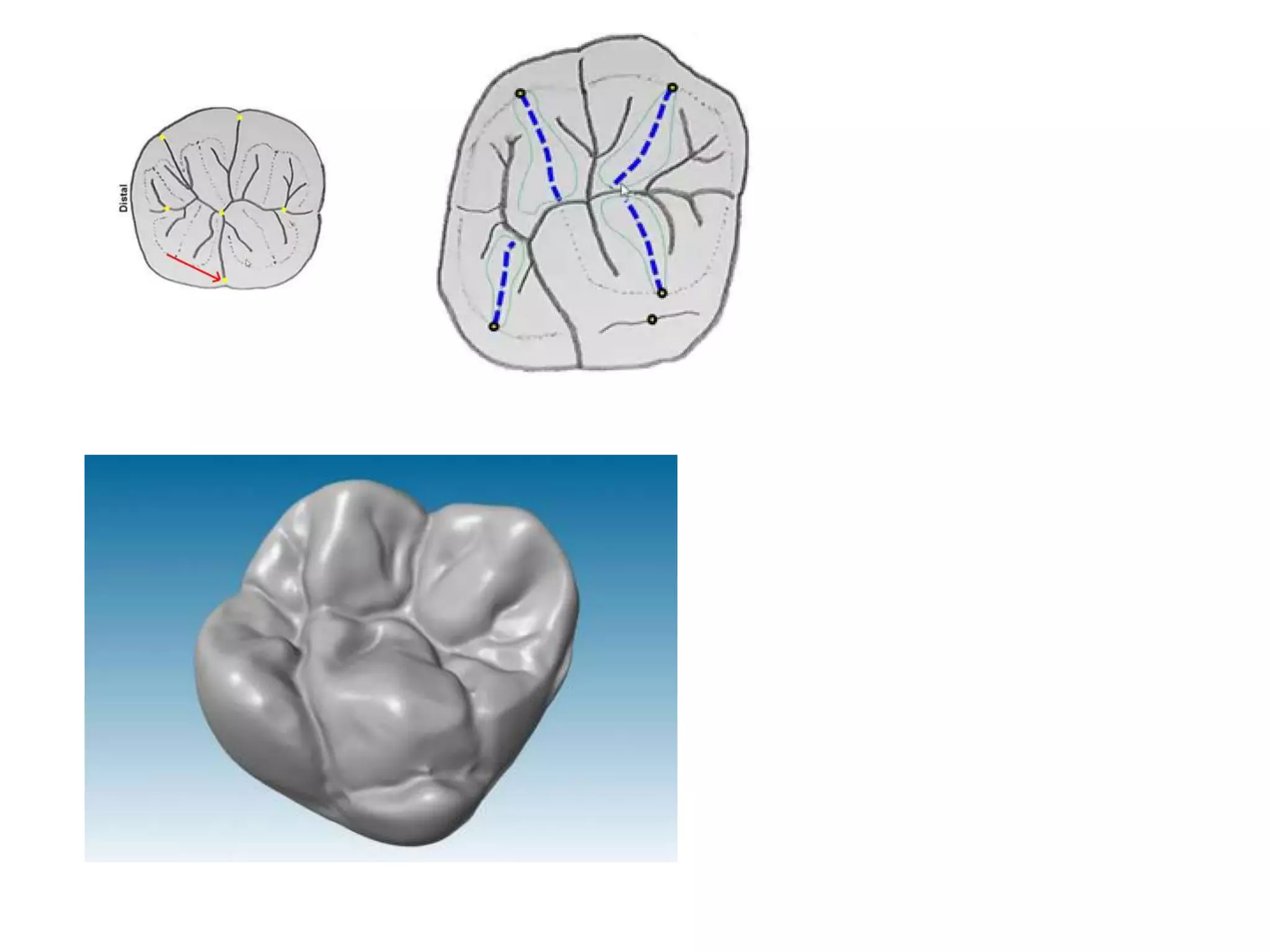 10 maxillary ( first , second , third ) molars . | PPTX