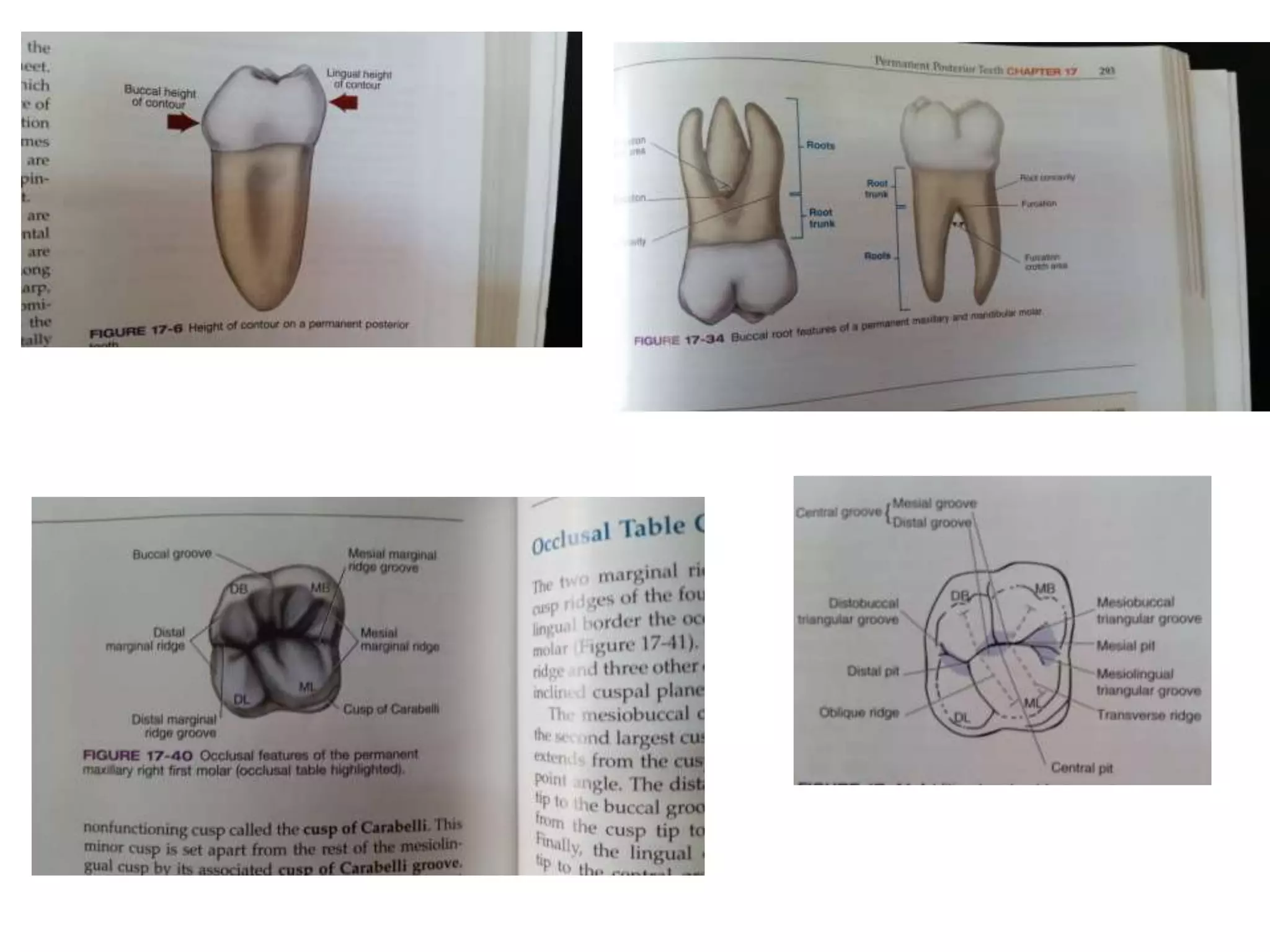 10 maxillary ( first , second , third ) molars . | PPTX