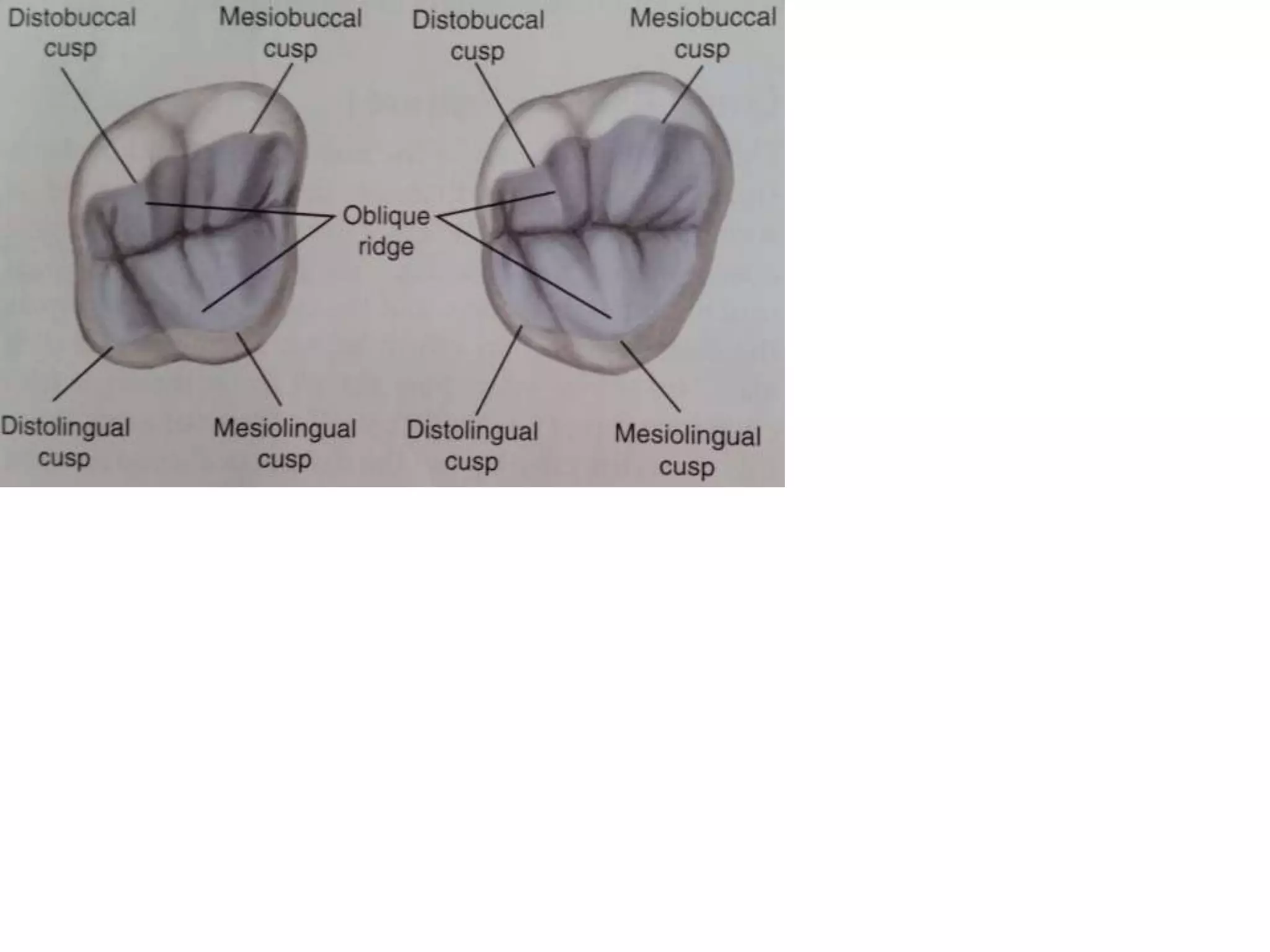 10 maxillary ( first , second , third ) molars . | PPTX