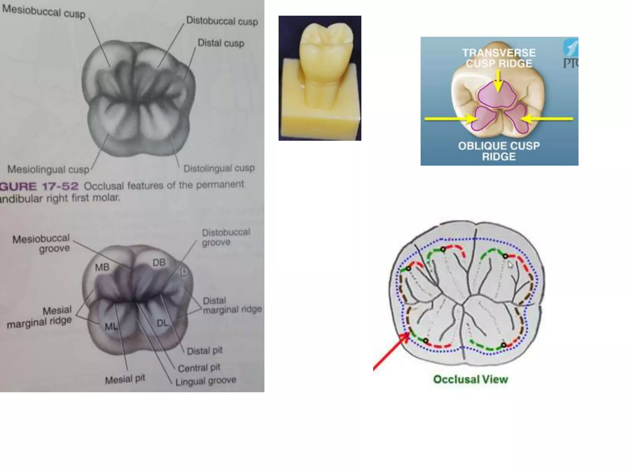 10 maxillary ( first , second , third ) molars . | PPTX