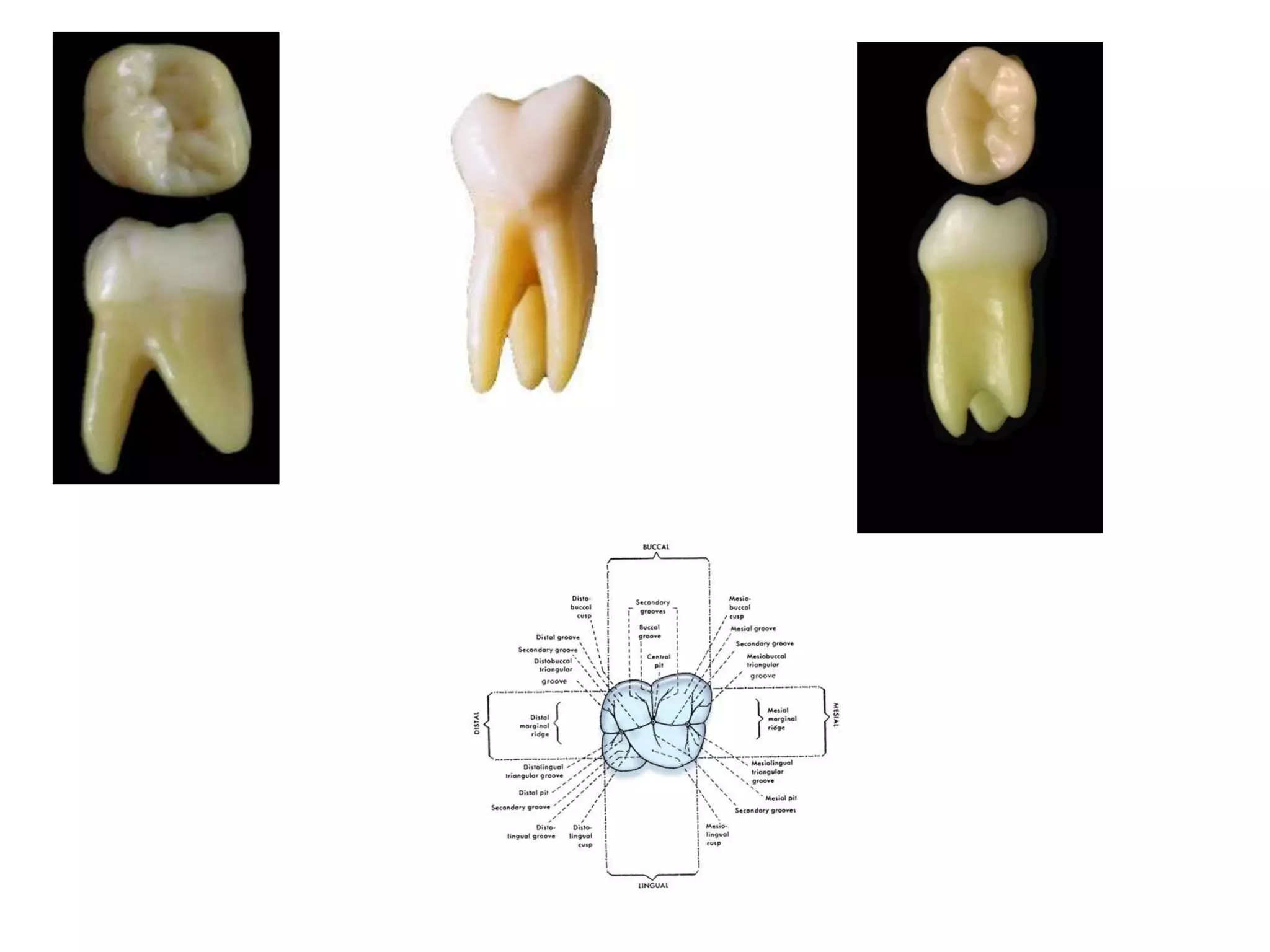 10 maxillary ( first , second , third ) molars . | PPTX