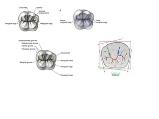 Molar Maxillary Second Mandibular Surfaces Wisdom Third Molars Figure ...