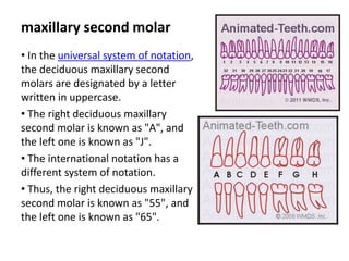 10 maxillary ( first , second , third ) molars . | PPTX