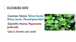 10-Medicinal-Plants.pdf