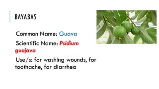 10-Medicinal-Plants.pdf