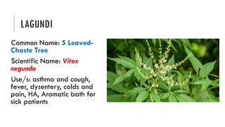 10-Medicinal-Plants.pdf