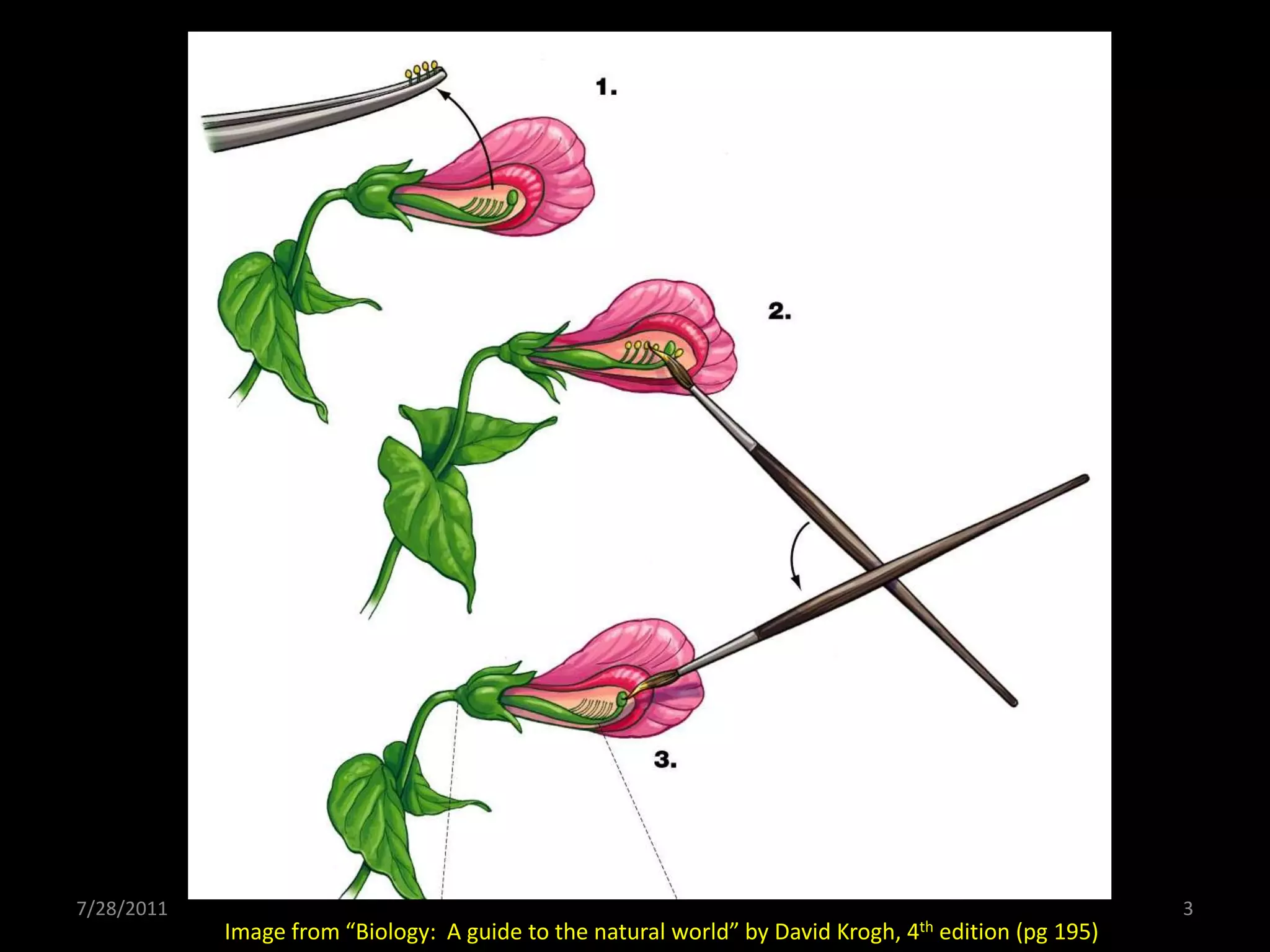 10 Mendelian genetics | PPTX