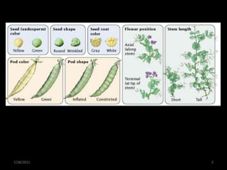 10 Mendelian genetics | PPTX | Genetics | Science