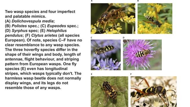 10-Mimicry Types and evolutionary importance.pptx