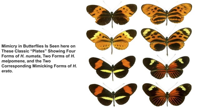 10-Mimicry Types and evolutionary importance.pptx