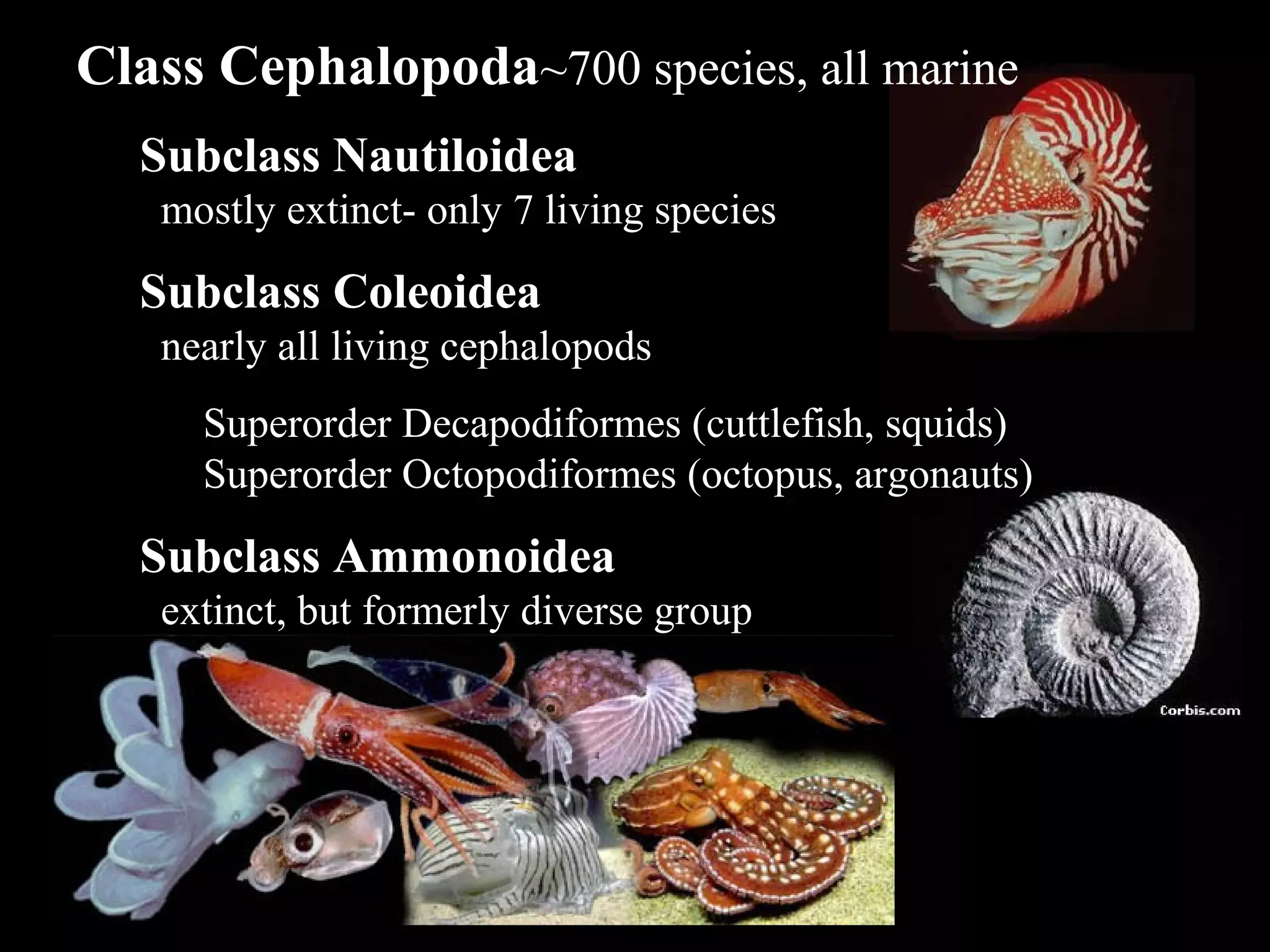 "INVERTEBRATE" mollusca-3 | PPT