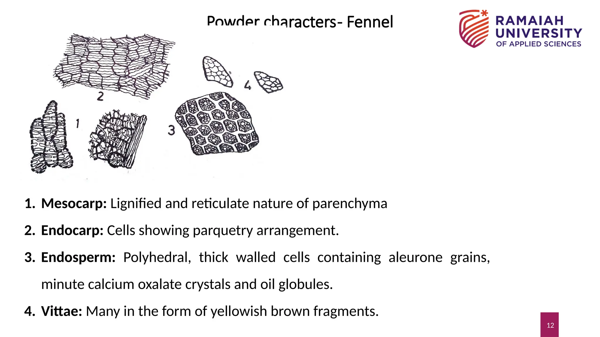 10-morphology and microscopy of Fennel .pptx