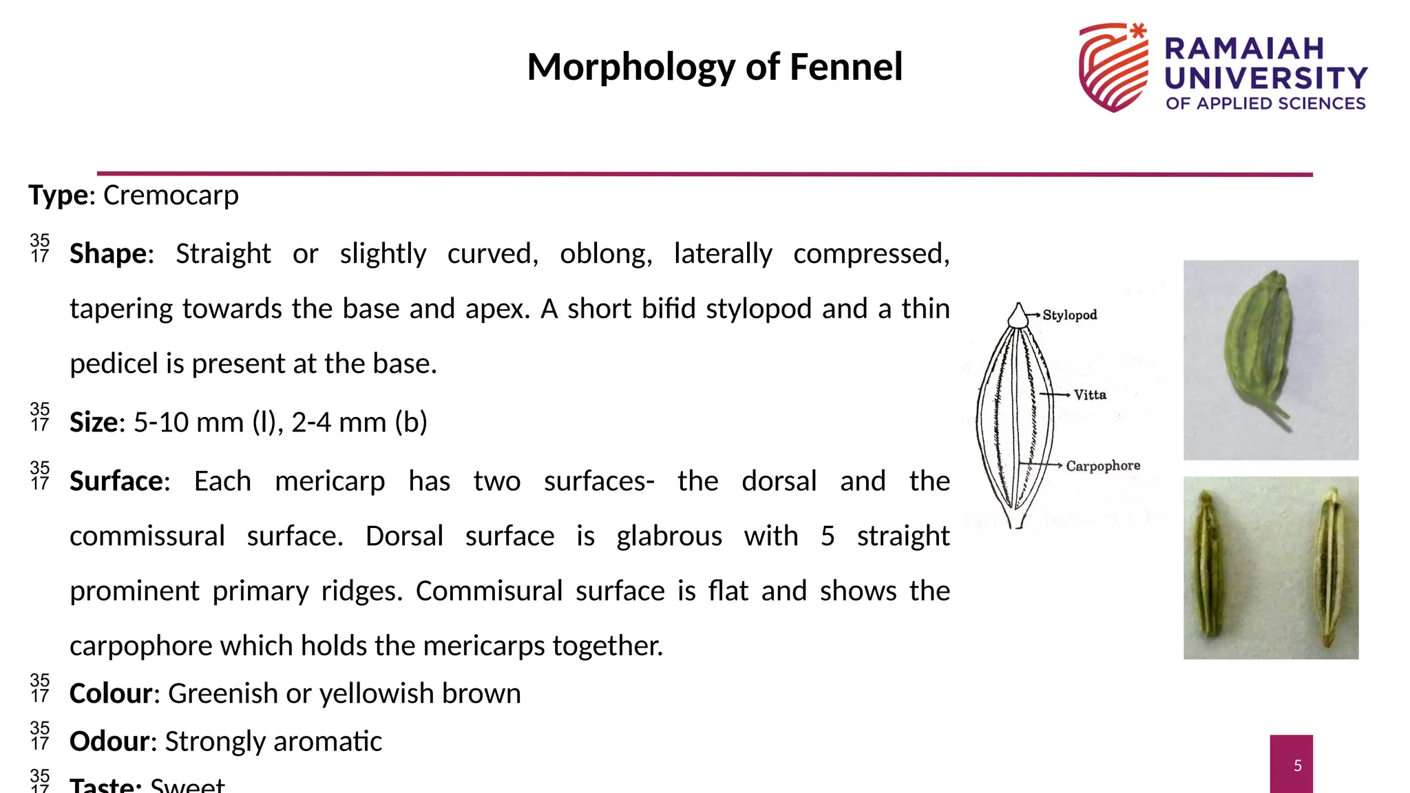 10-morphology and microscopy of Fennel .pptx