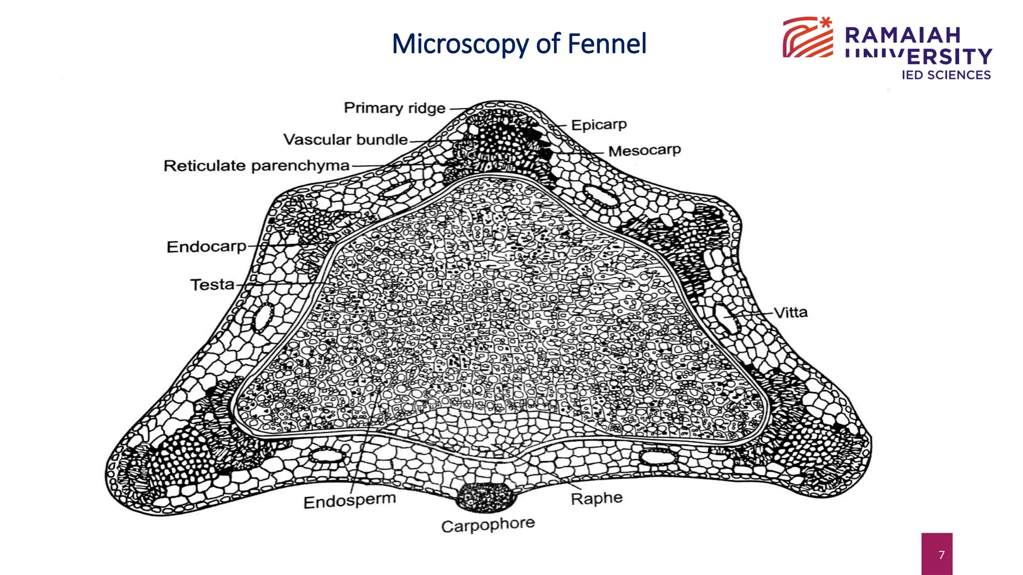 10-morphology and microscopy of Fennel .pptx