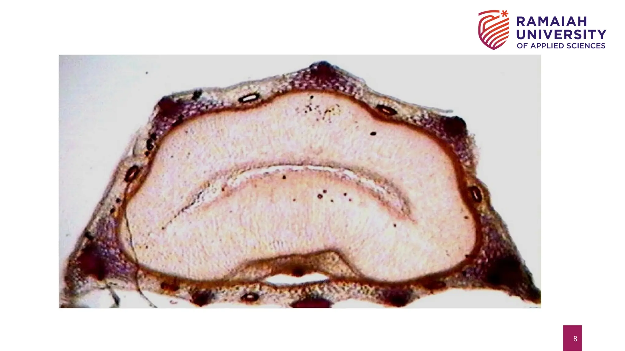 10-morphology and microscopy of Fennel .pptx