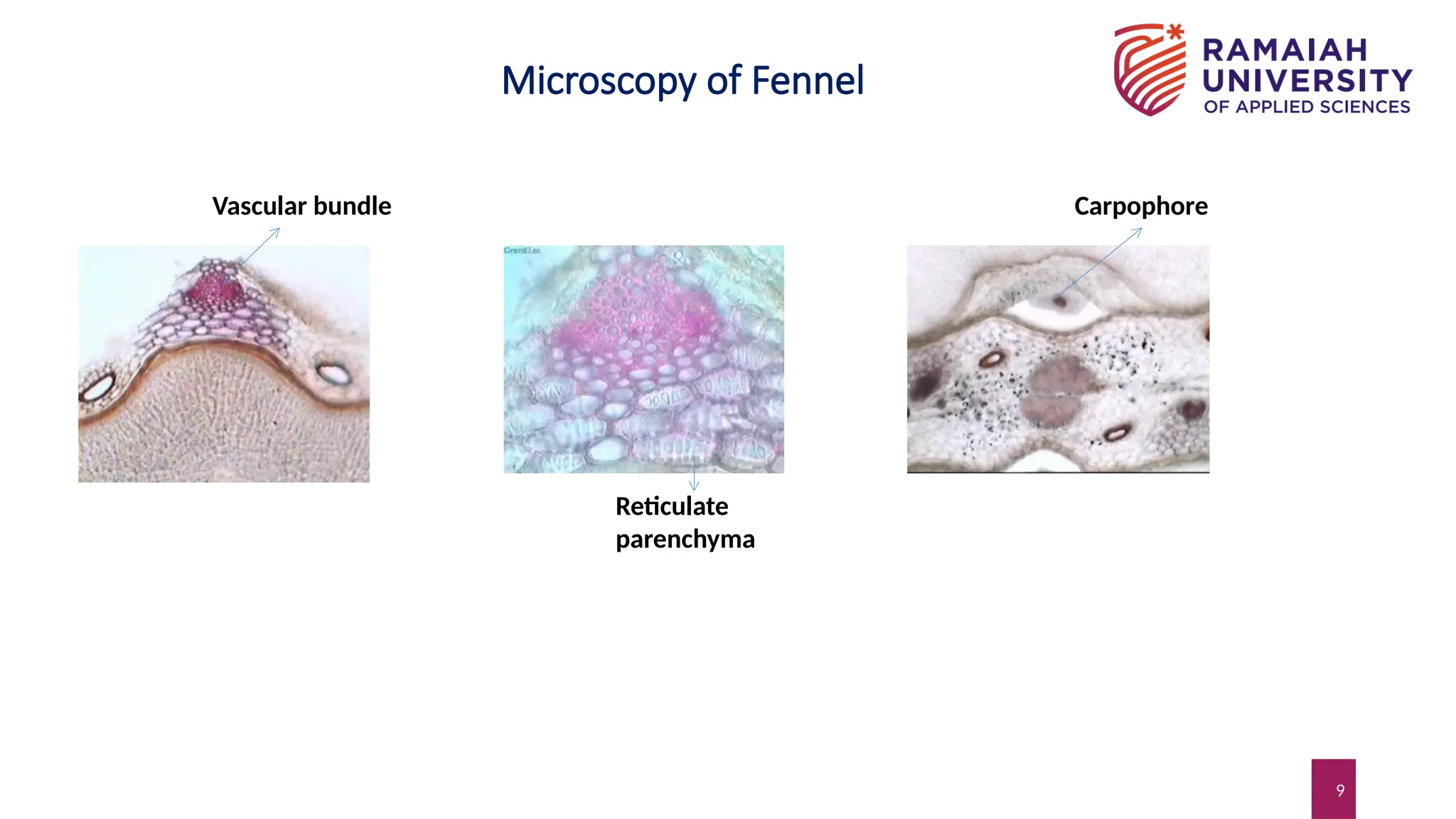 10-morphology and microscopy of Fennel .pptx