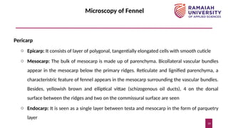 10-morphology and microscopy of Fennel .pptx