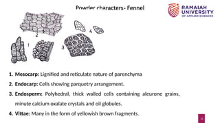 10-morphology and microscopy of Fennel .pptx