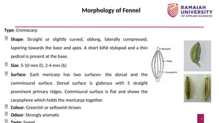10-morphology and microscopy of Fennel .pptx