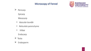 10-morphology and microscopy of Fennel .pptx